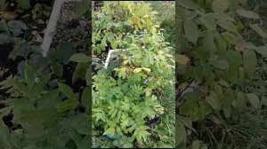 Антон Колесников - Валерию Железову.