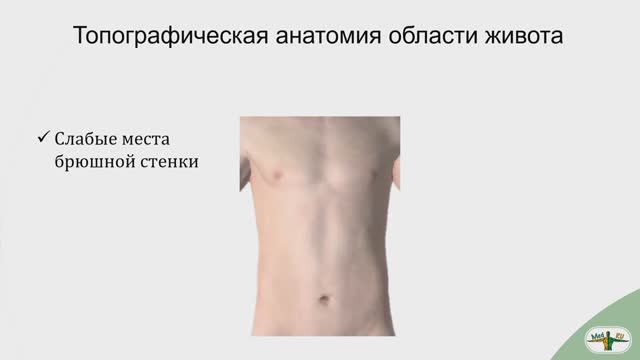 Топографическая анатомия передней брюшной стенки Слабые места