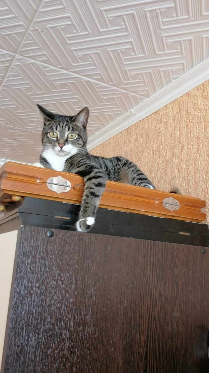 дрессированная кошка