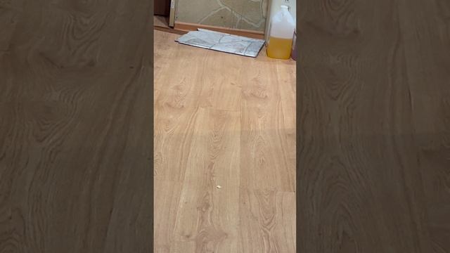 Simple français: говорящий корги