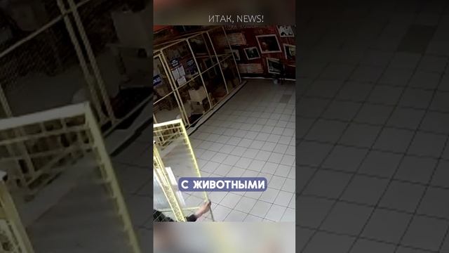 В Саратове молодой человек решил завести себе котика очень необычным способом | Итак, новости!