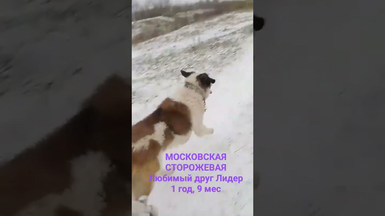 Московская сторожевая Любимый друг Лидер