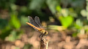 Macro video Vivo x100 ultra