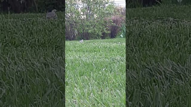 трясогуска 2.mp4