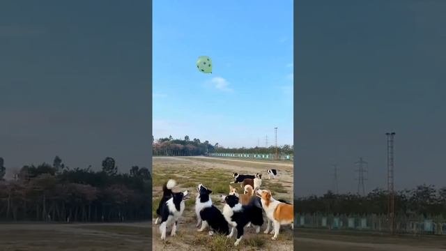 Why should humans have all the fun, right 😀