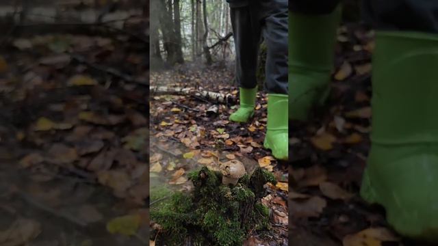 Зрелый гриб Дедушкин табак или Дождевик. Как он пыхтит