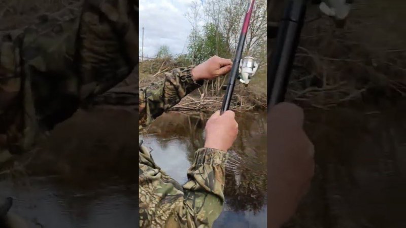 Весенний красавец на поплавок #fish #рыбалка #fishing #лещ #рек