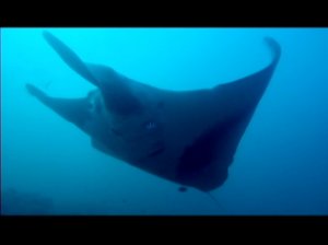 Королева морских дьяволов / Queen of the Manta Rays
