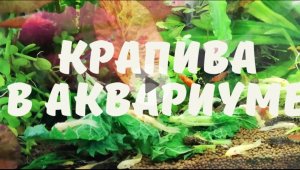 Крапива в аквариуме. Зелёные витамины для здоровья!
