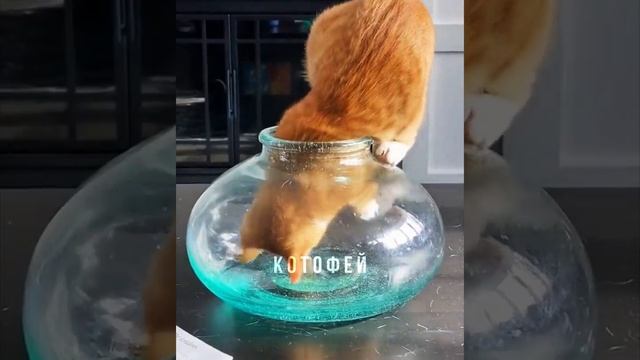 юмор