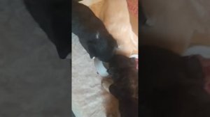 Три маленькие, но очень самостоятельные щенульки