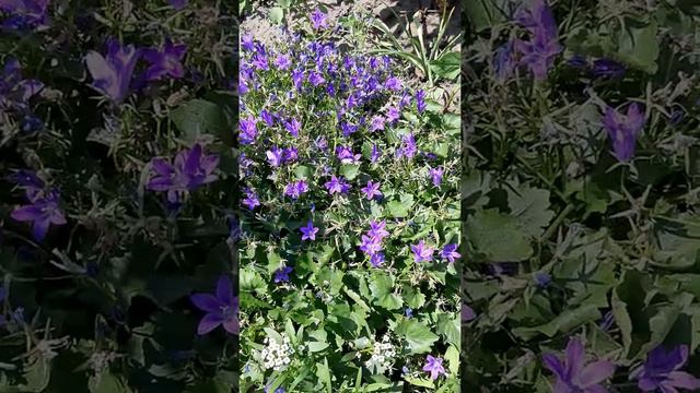 What are these flowers called?