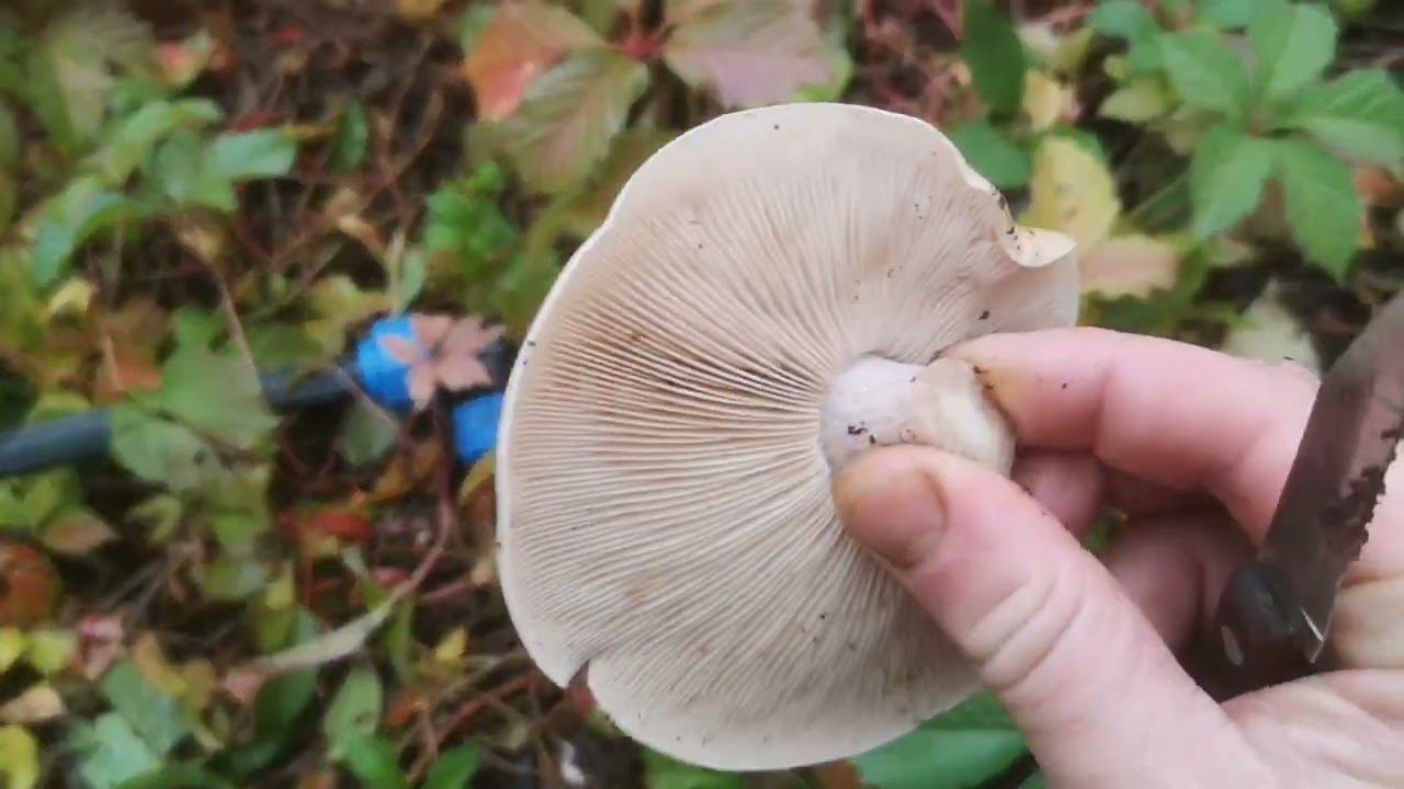 Грибы на дачном участке
