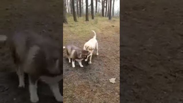 Лабрадор (12).mp4