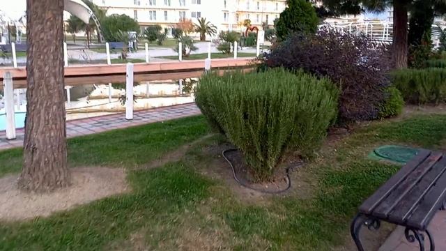 Сочи Парк Отель. Розы в декабре.