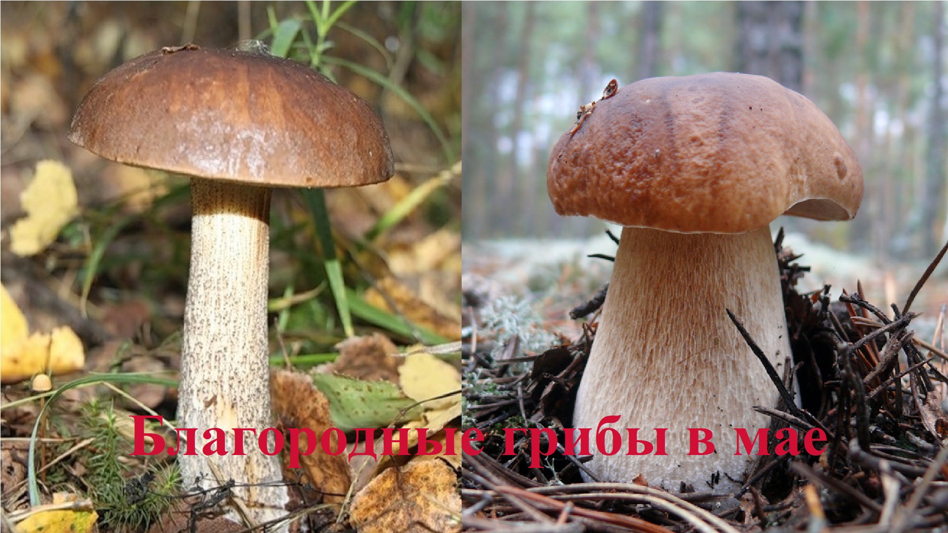 собираем благородные грибы в мае 2019