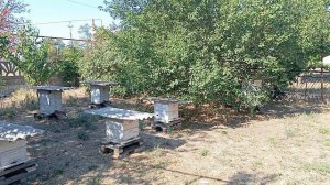 Количество пасек в Крыму стремительно сокращается.Всему виной засуха и низкие закупочные цены на мёд
