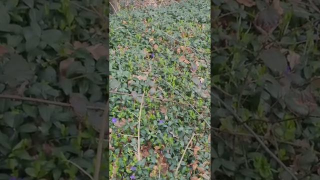 цветочки на пригорке и косули