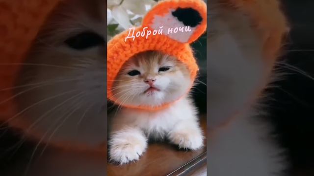 Котик желает доброй ночи