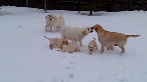 Щенки Лабрадора ретривера