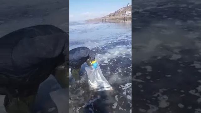 Сколько же дармовой селёдки!