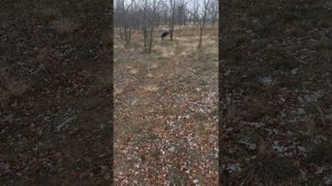 Учу собаку приносить палку в руки 🐾🐾