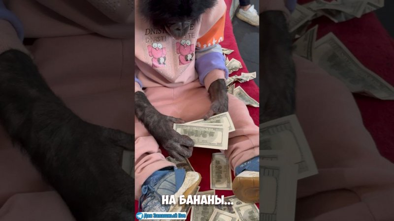 Чем занимается самая богатая обезьяна в мире?
