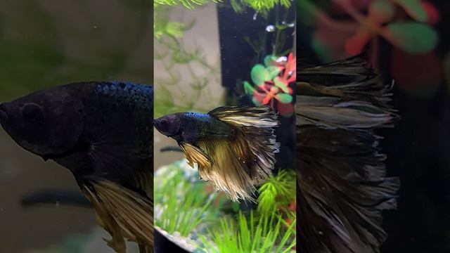 Красивая аквариумная бойцовая рыбка петушок