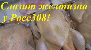 Вес у бройлеров росс 308 в месячном возрасте? Проблемы с желтизной бройлеров при ручном ощипывании.