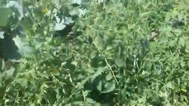 Верхушки у помидор вянут и сохнут, что делать