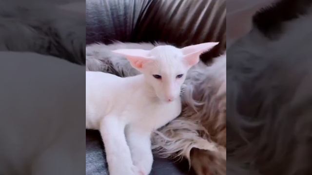 Кто ты такой?))))🤔😄😄😺