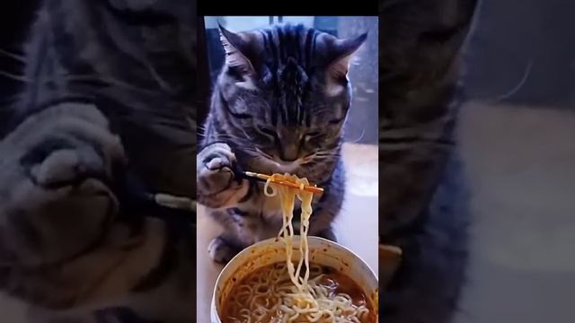 Кошачий завтрак 😂🐱🐱🐱
