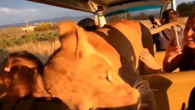 Львица Решила проехаться "зайцем" ?