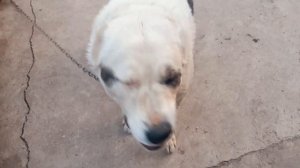 🐾🐈🐩🐕Кошки не травоядные,а собаки?❓❔
