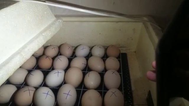 Просвечиваем куриные яйца и убираем болтуны из инкубатора.