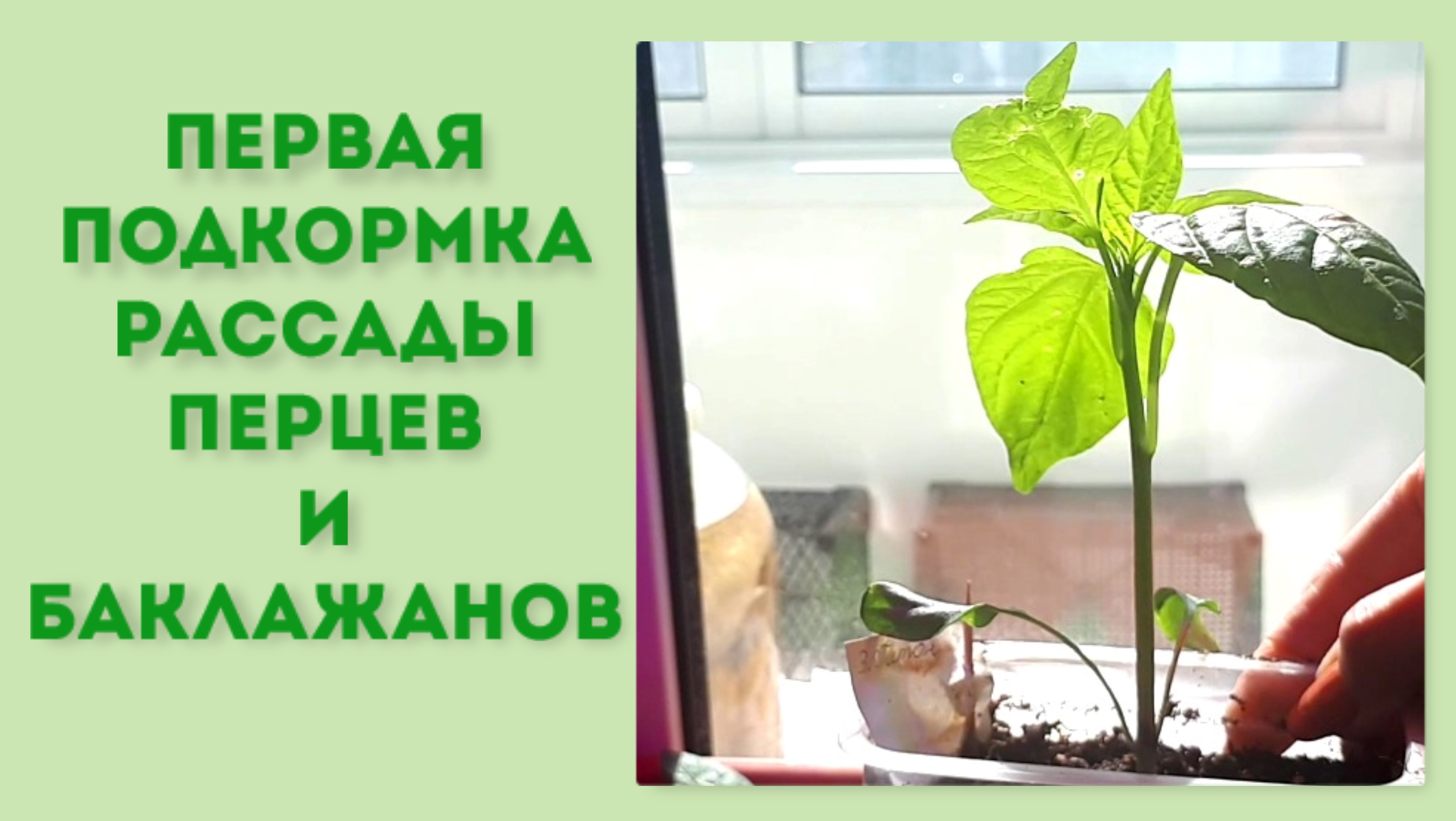 20.03.2022 Первая подкормка рассады перцев ?и баклажанов?. Азот- фосфор- калий- что сейчас важнее?