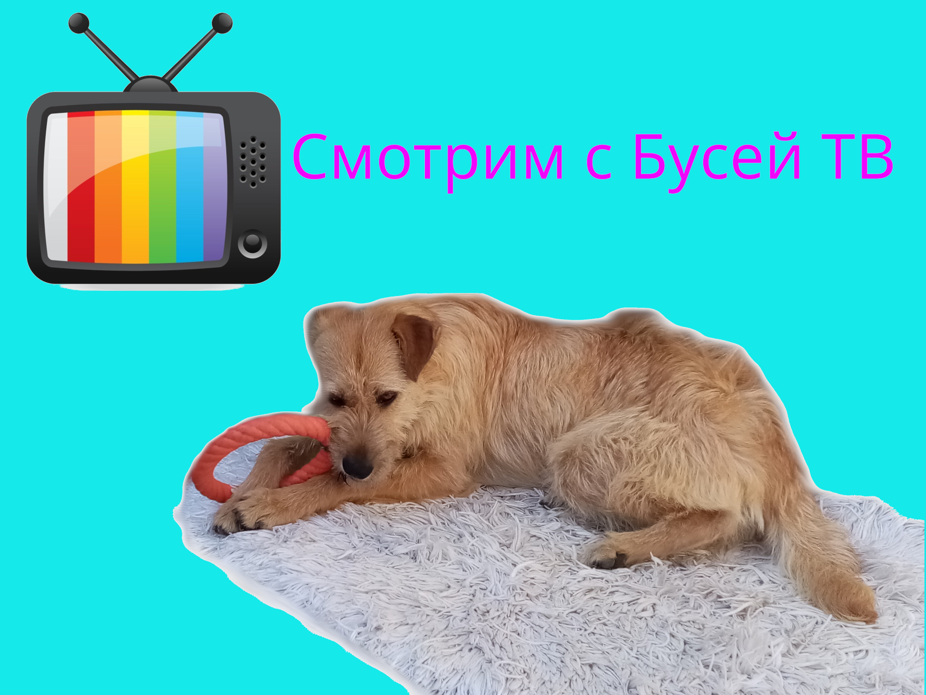 Смотрим с Буськой ТВ.mp4