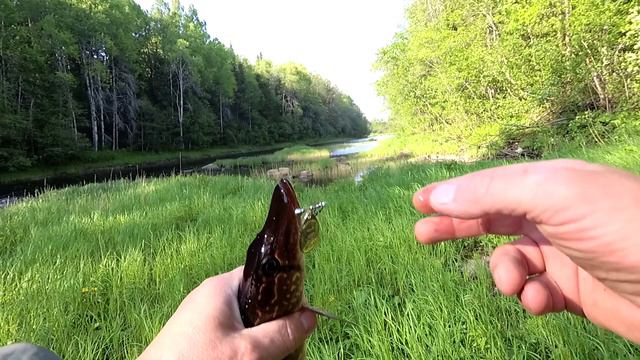 Крупный окунь клюнул на блесну вертушку
