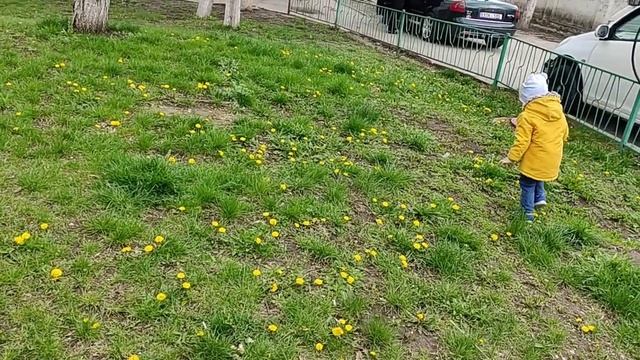 Одуванчики