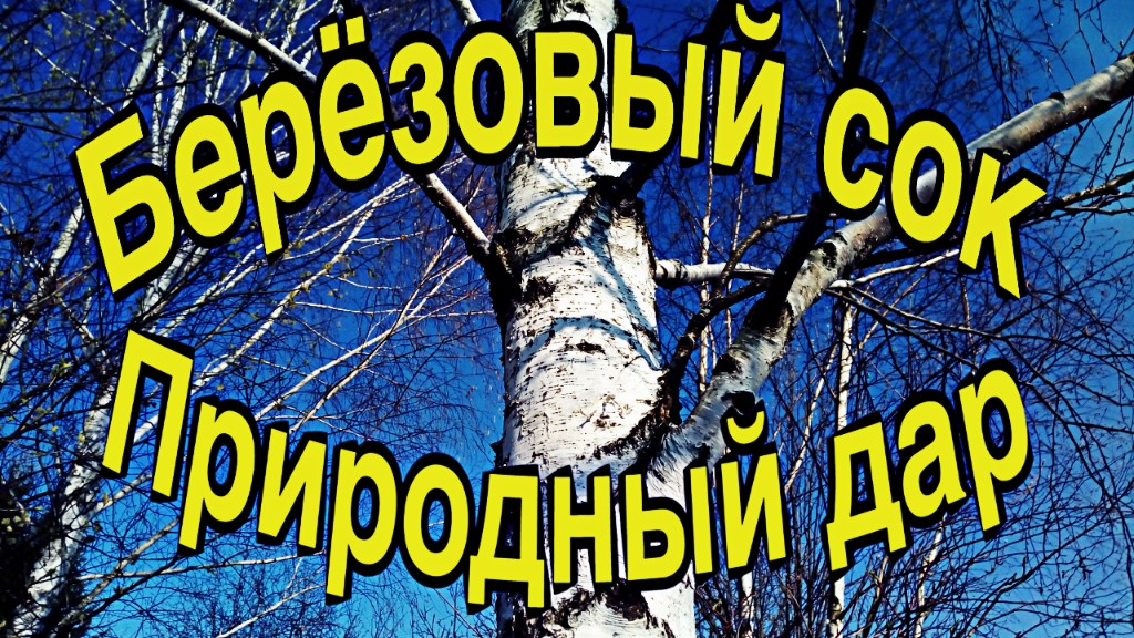 Берёзовый сок. Природный дар.