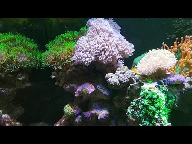 морской аквариум 100л. развитие за полгода.
