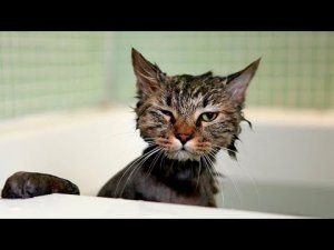 Смешные Животные - Самые милые и смешные видео с кошками 2022