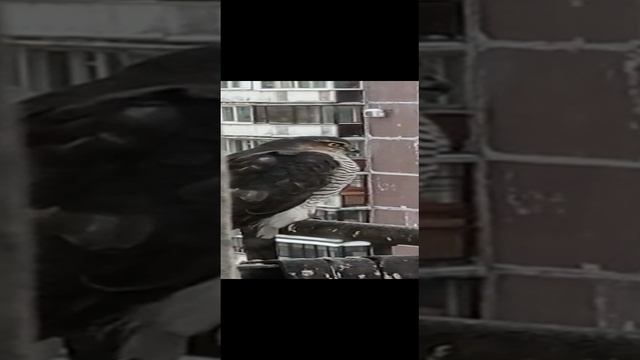 Ястреб-перепелятник на балконе.