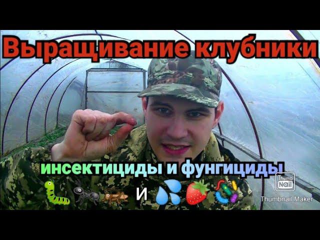 Первая обработка клубники. Жуки и Болезни