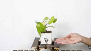 Rolling Nature Good Luck Money Plant in White Square Aroez Ceramic Pot  #short