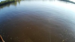 4 вида рыб на мормышку в июне. Мормышинг в деле!