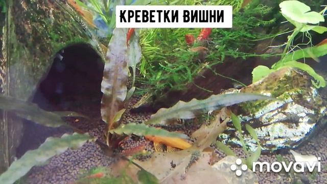 Креветосы в аквариуме. Отбраковка/совместимость с другими  рыбками...
