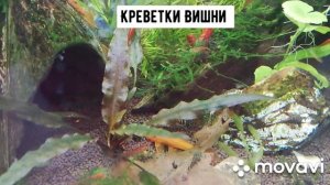 Креветосы в аквариуме. Отбраковка/совместимость с другими  рыбками...