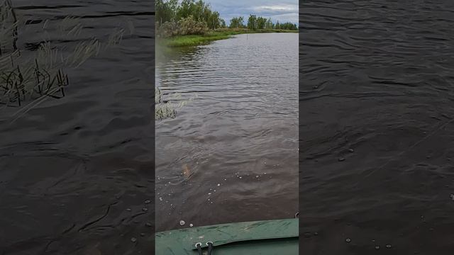😮💨 🔥 Атака щуки.🔥  ♡𝐥𝐢𝐤𝐞💬 ➤ Полное видео на канале!!! Подписывайтесь!!!
