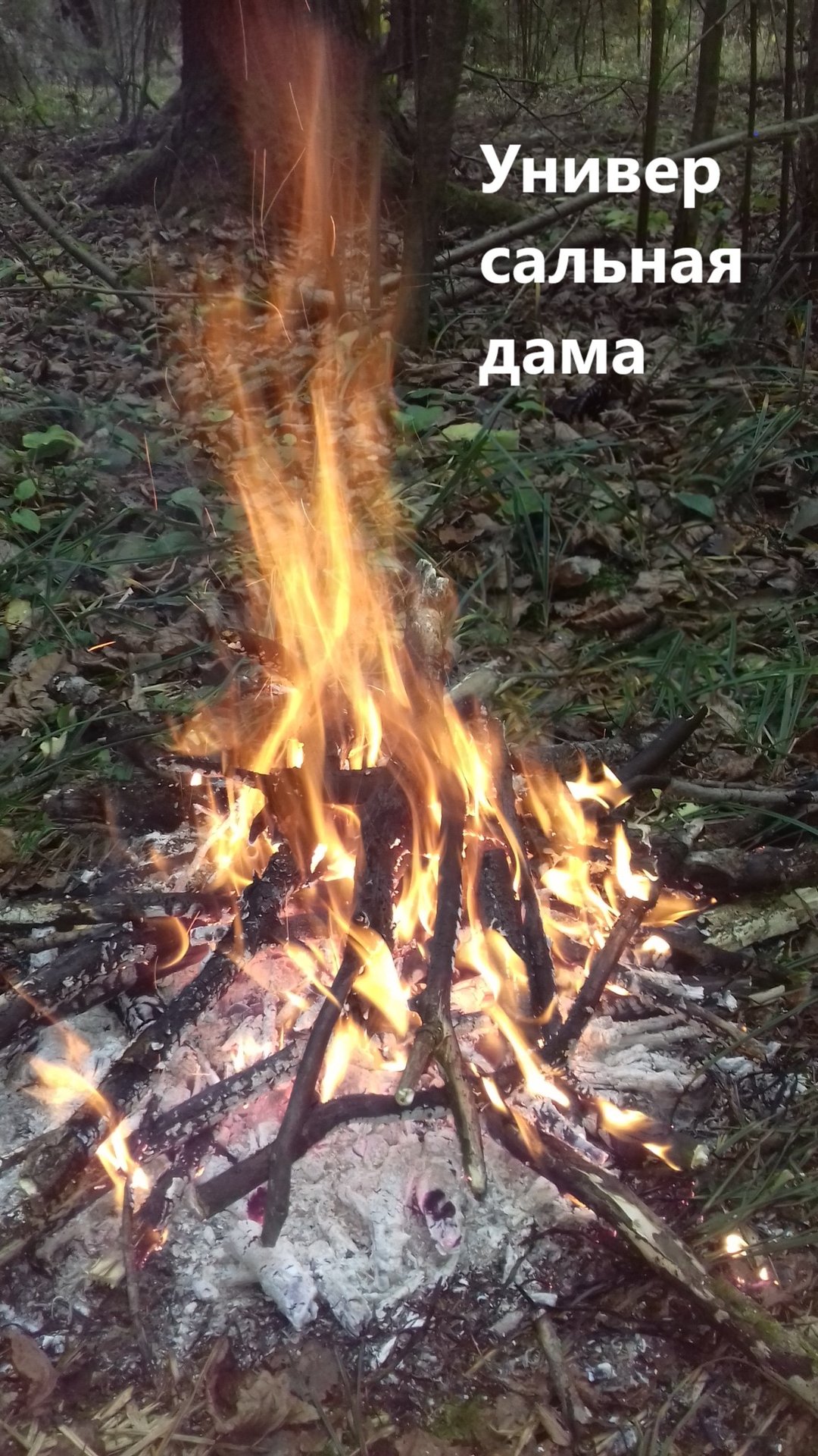 Я и шизо. Поэтесса.. Универсальная Дама. ИМ 56